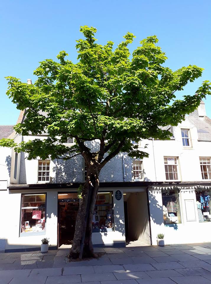 New Members | Kirkwall BID