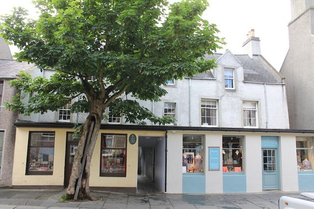 The Big Tree | Kirkwall BID
