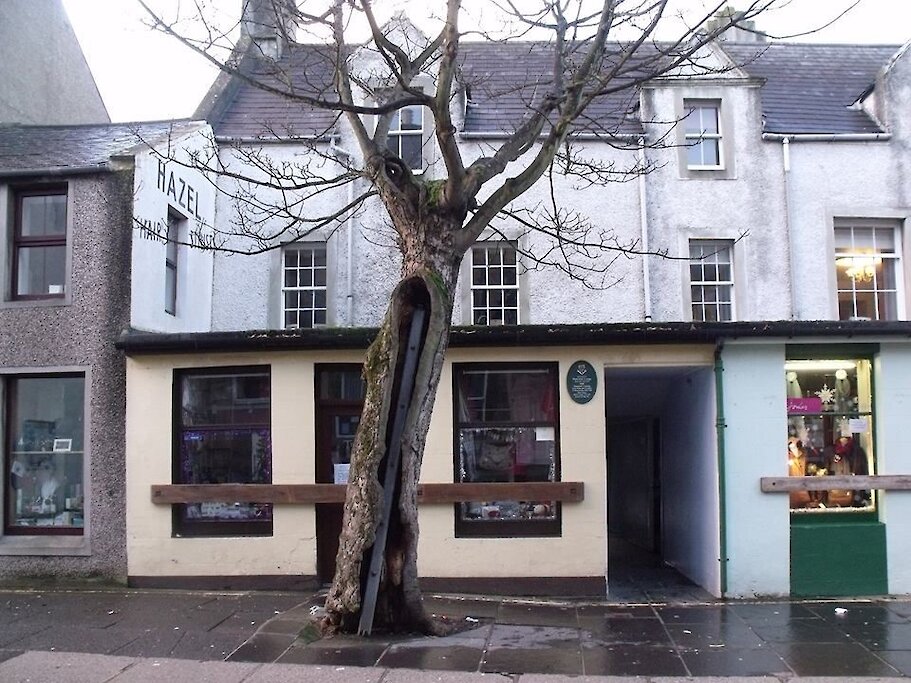 The Big Tree | Kirkwall BID