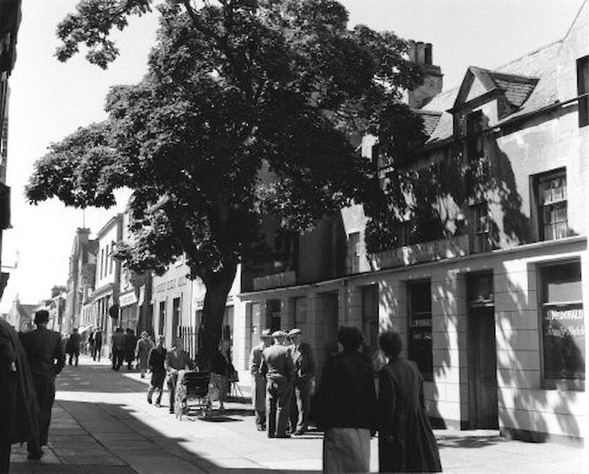 The Big Tree | Kirkwall BID